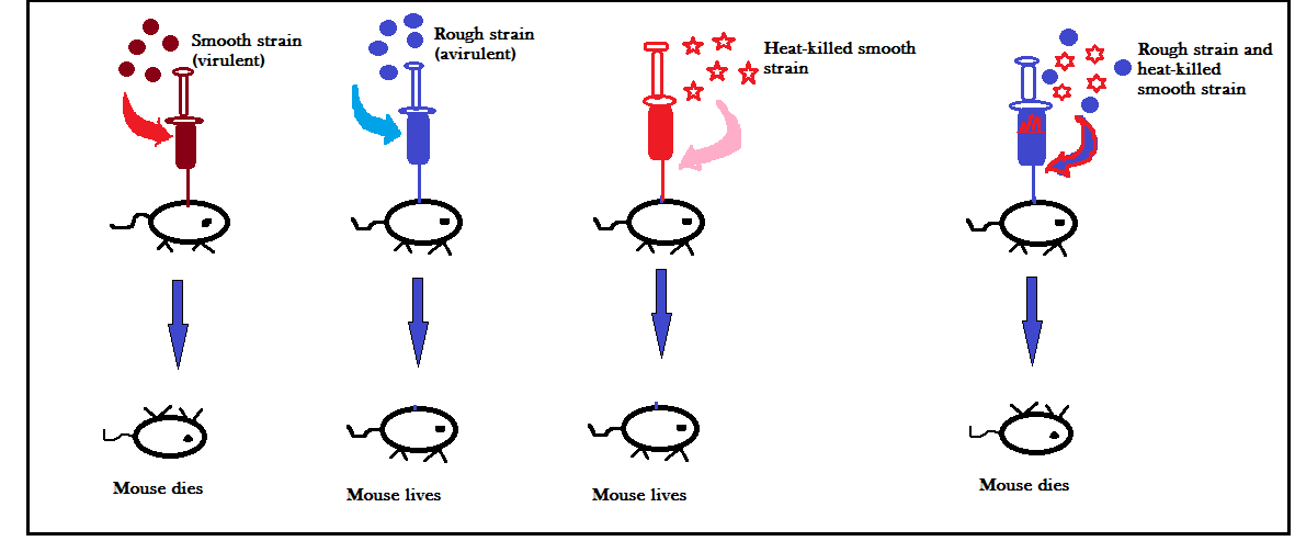 SEARCH FOR THE GENETIC MATERIAL - Competitors Point