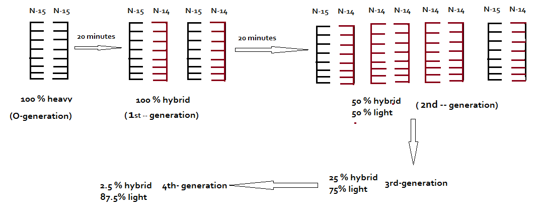 Semiconservative Model of DNA Replication - Competitors Point