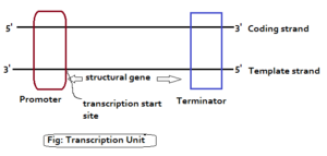 Transcription in Prokaryotes - Competitors Point