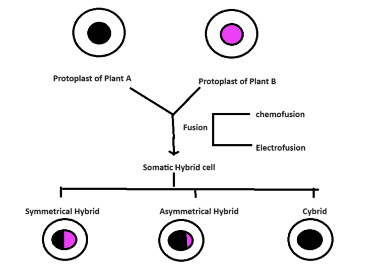 Plant Tissue Culture - Types, Techniques, Process and Its Applications ...