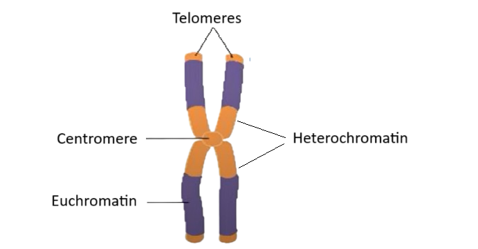 Difference between Euchromatin and Heterochromatin - Competitors Point